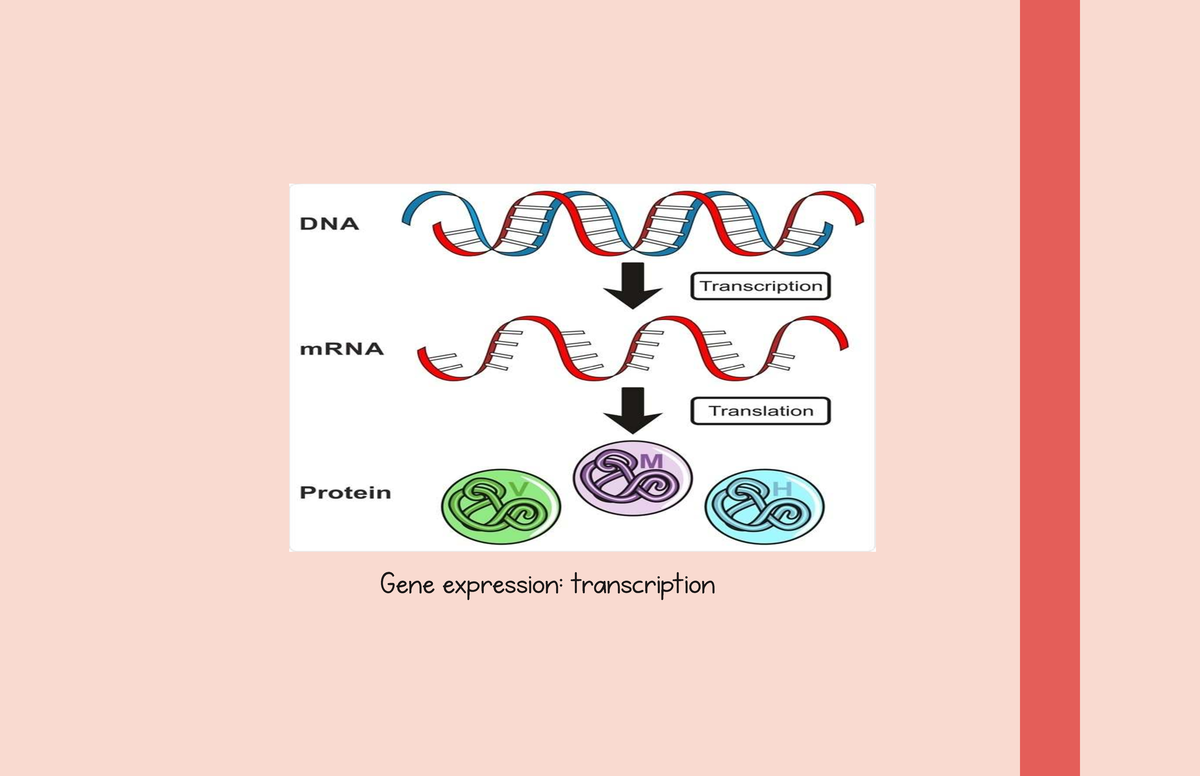 Transcription and Translation in Prokaryotes: Central Dogma Overview ...