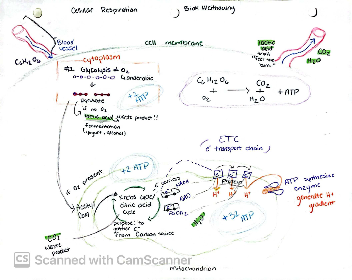 Cellular Respiration Overview: Glycolysis, Krebs Cycle & ETC - Studocu