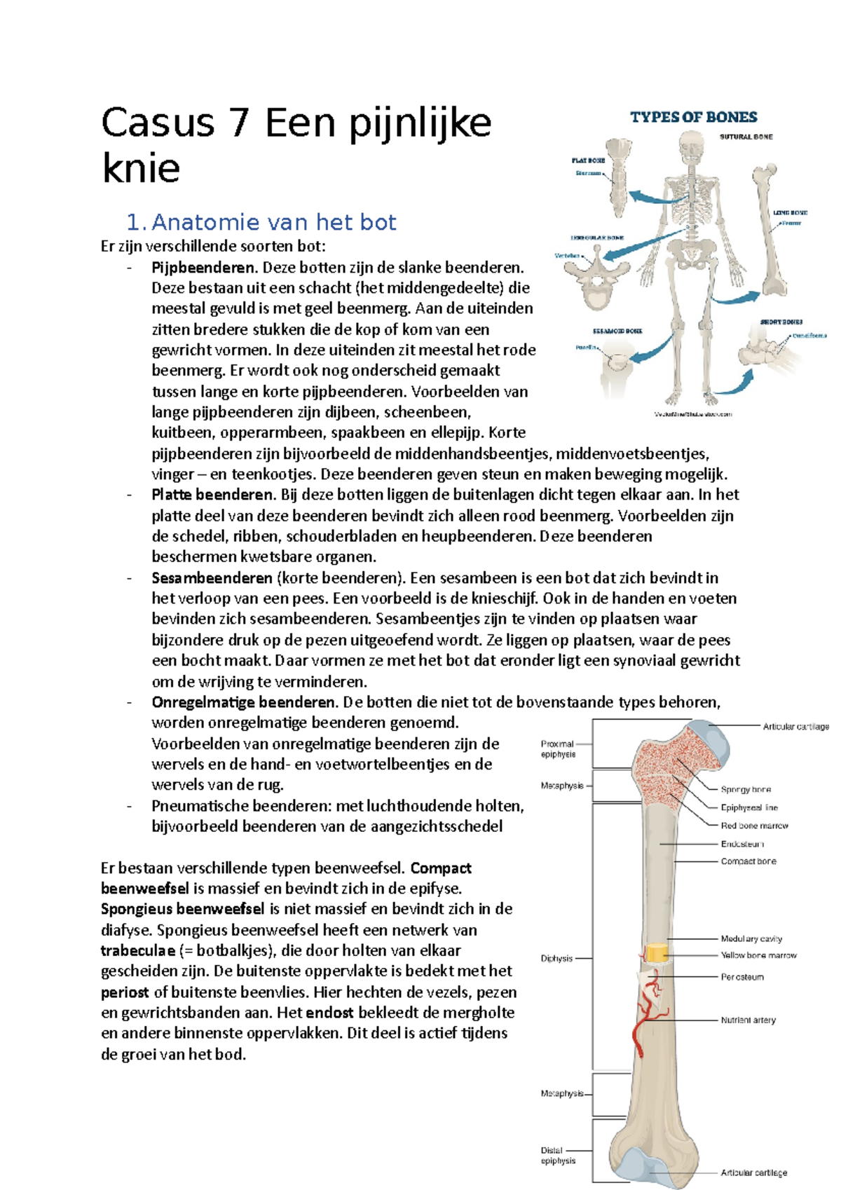 Casus 7: Anatomie en Functie van de Knie (Articulatio Genus) - Studeersnel