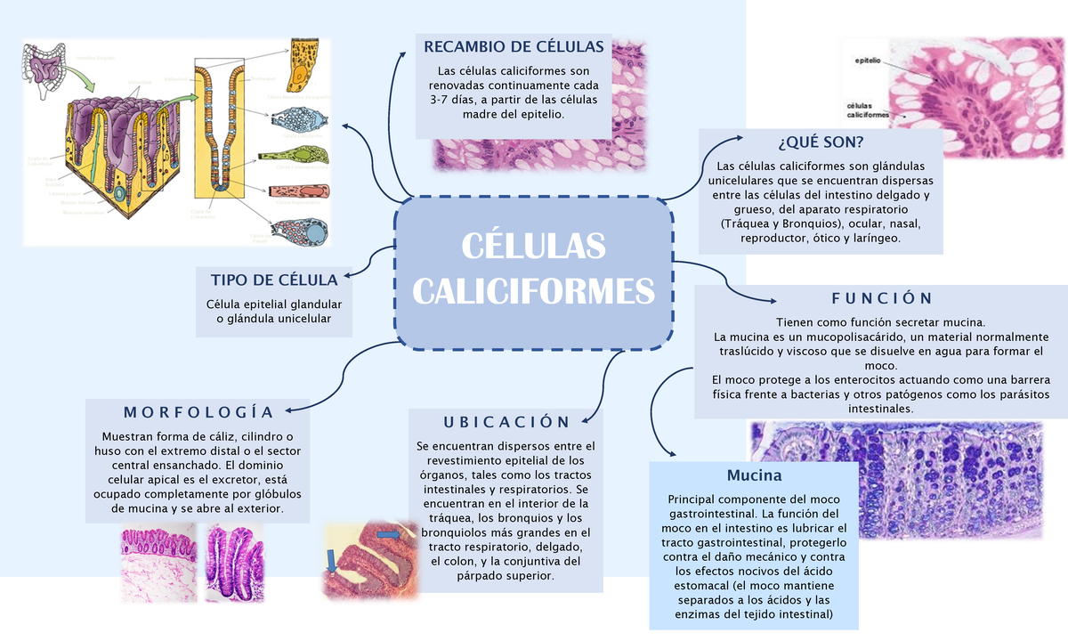 Celulas Caliciformes Colon 3dGRO® Medio De Expansión De Organoides