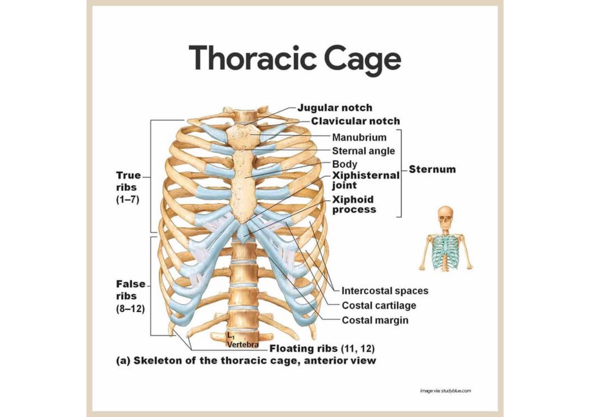 Clavicular Notch