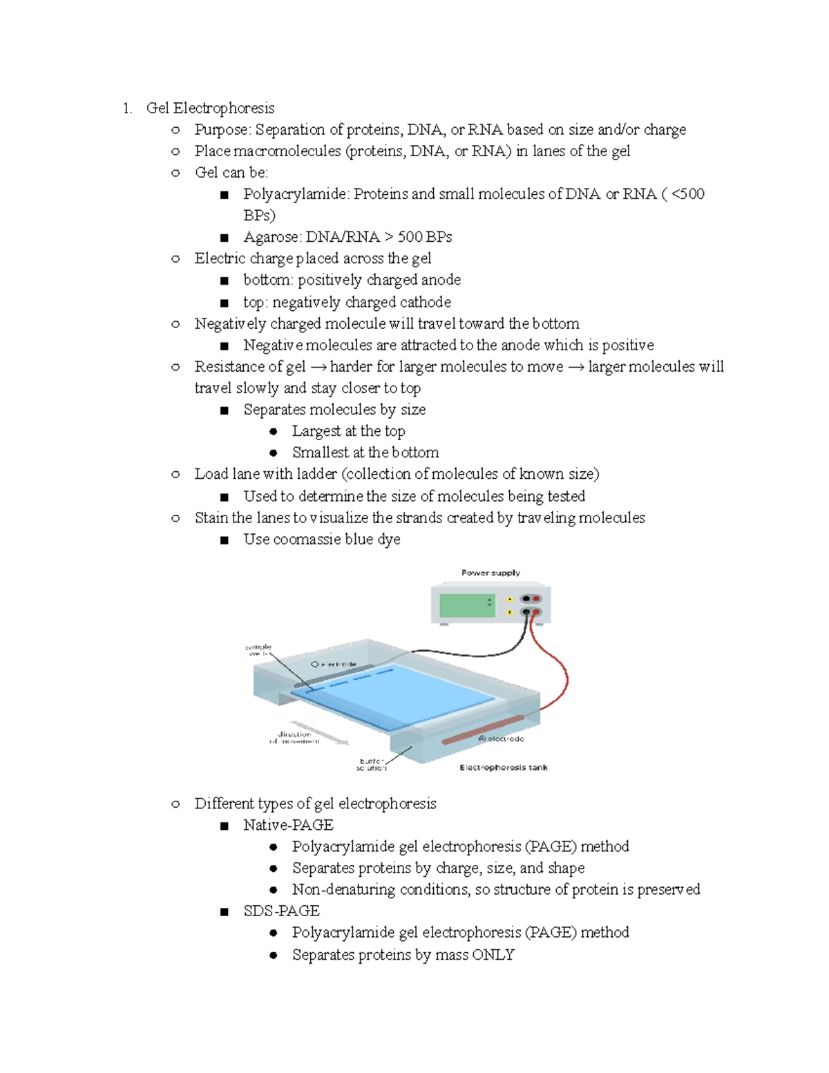 Lab Techniques Notes: Gel Electrophoresis, Chromatography, PCR, and ...