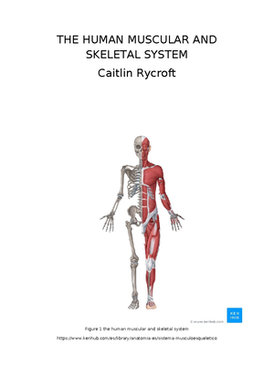 Unit 11 - The Human Muscular and Skeletal Systems - The Human Muscular ...