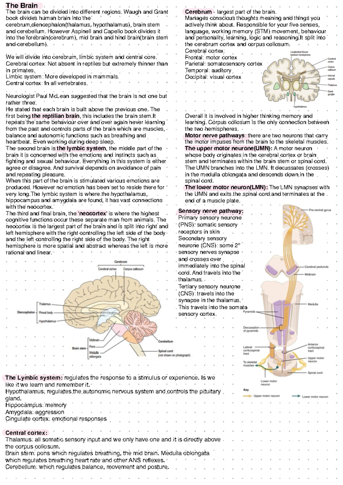 Nervous System Overview: Brain, Spinal Cord & Functions - Studocu