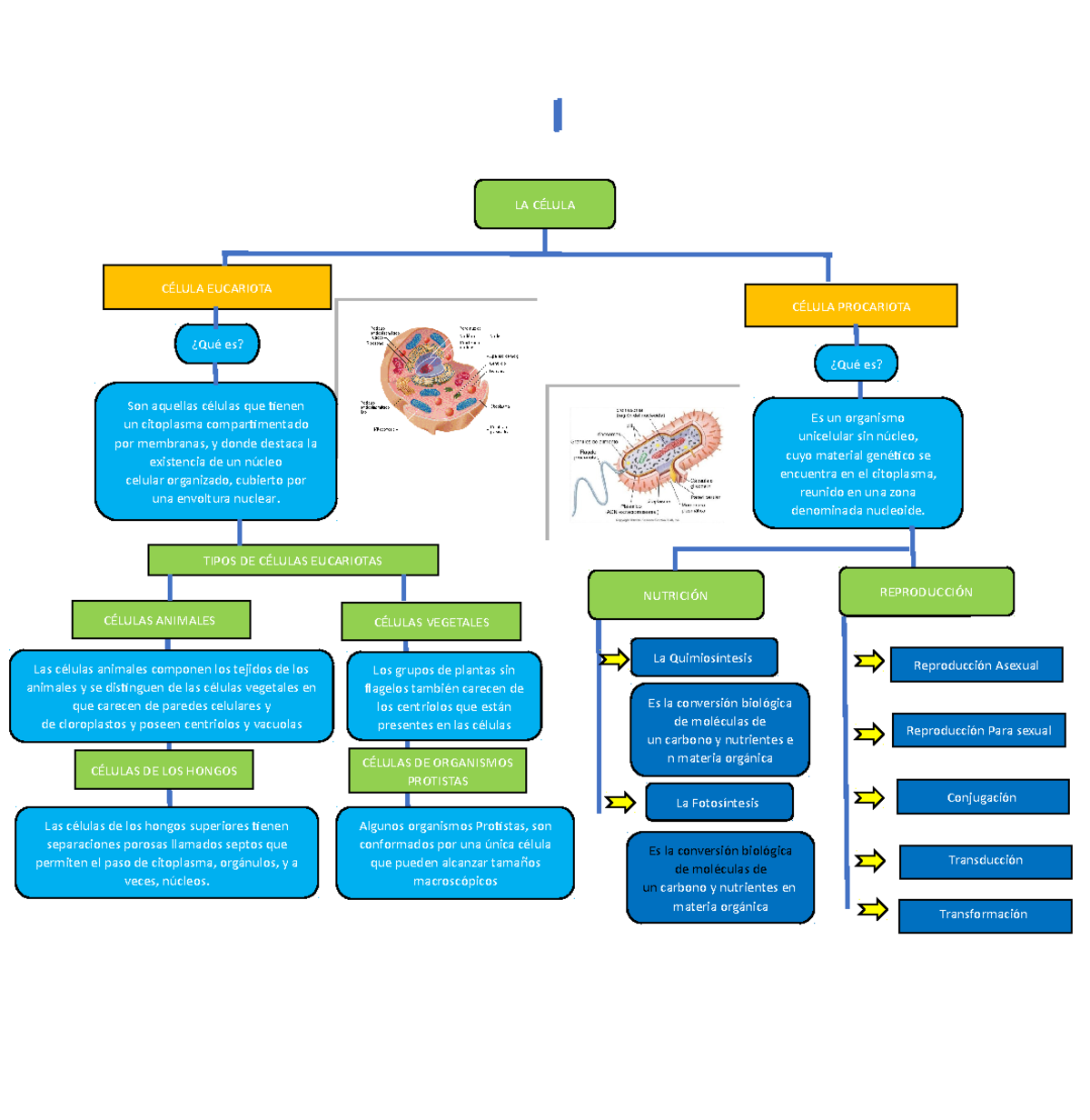 Mapa Conceptual De La Celula Procariota Y Eucariota En Pdf - Infoupdate.org