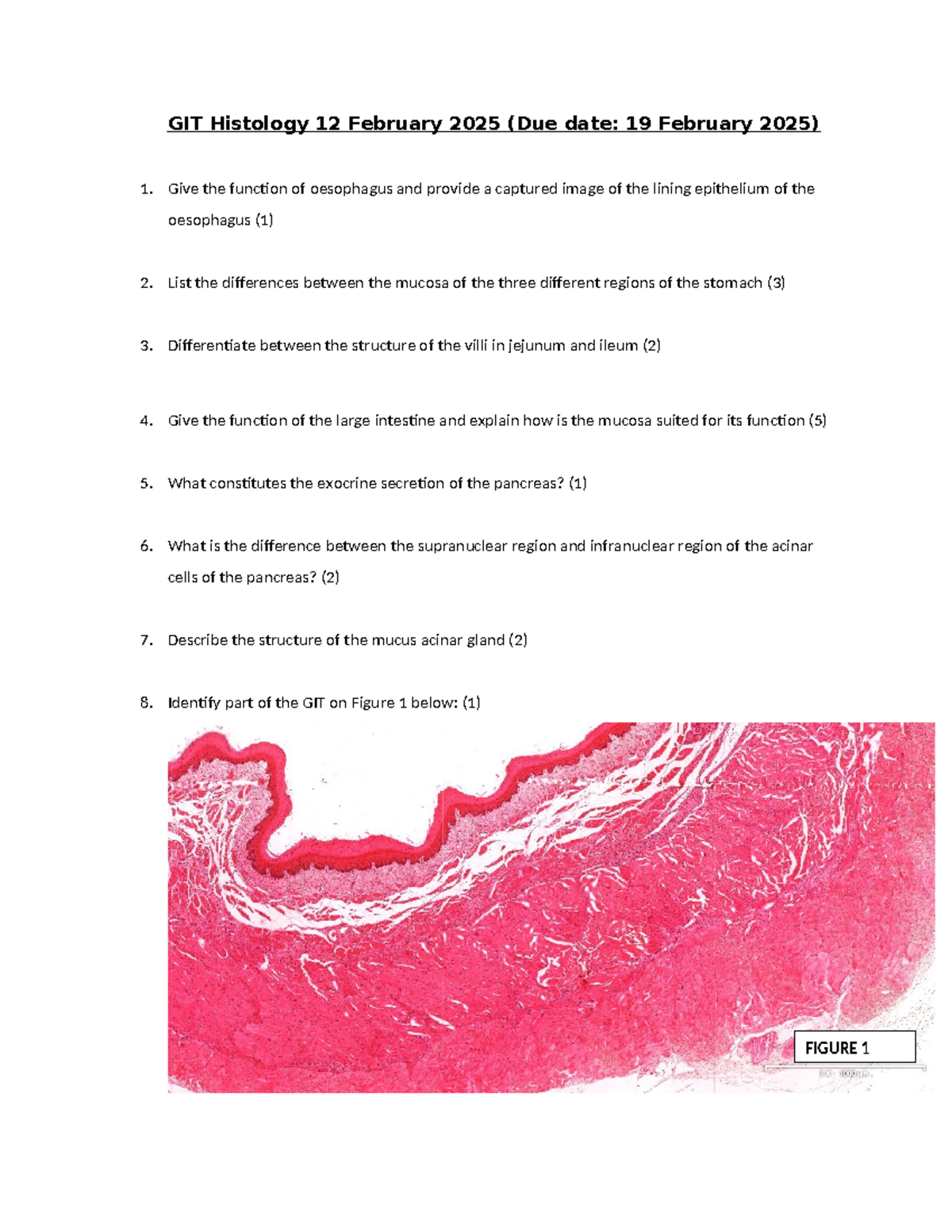GIT Histology Q&A for Final Exam -edited 2025 - Studocu