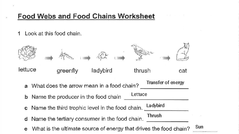 Food Webs and Chains: Trophic Levels Worksheet (Course Code: KEM-101 ...
