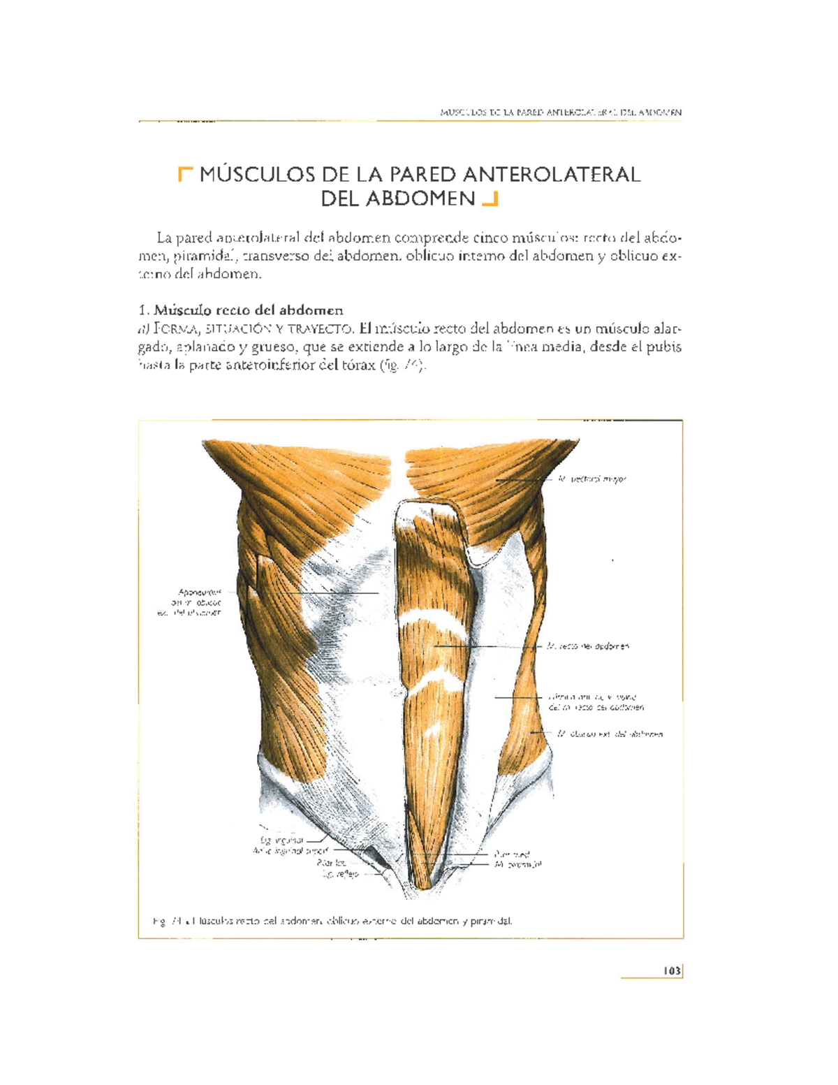 Musculos de la Pared Anterolateral del Abdomen - Ruviere 11va Ed ...