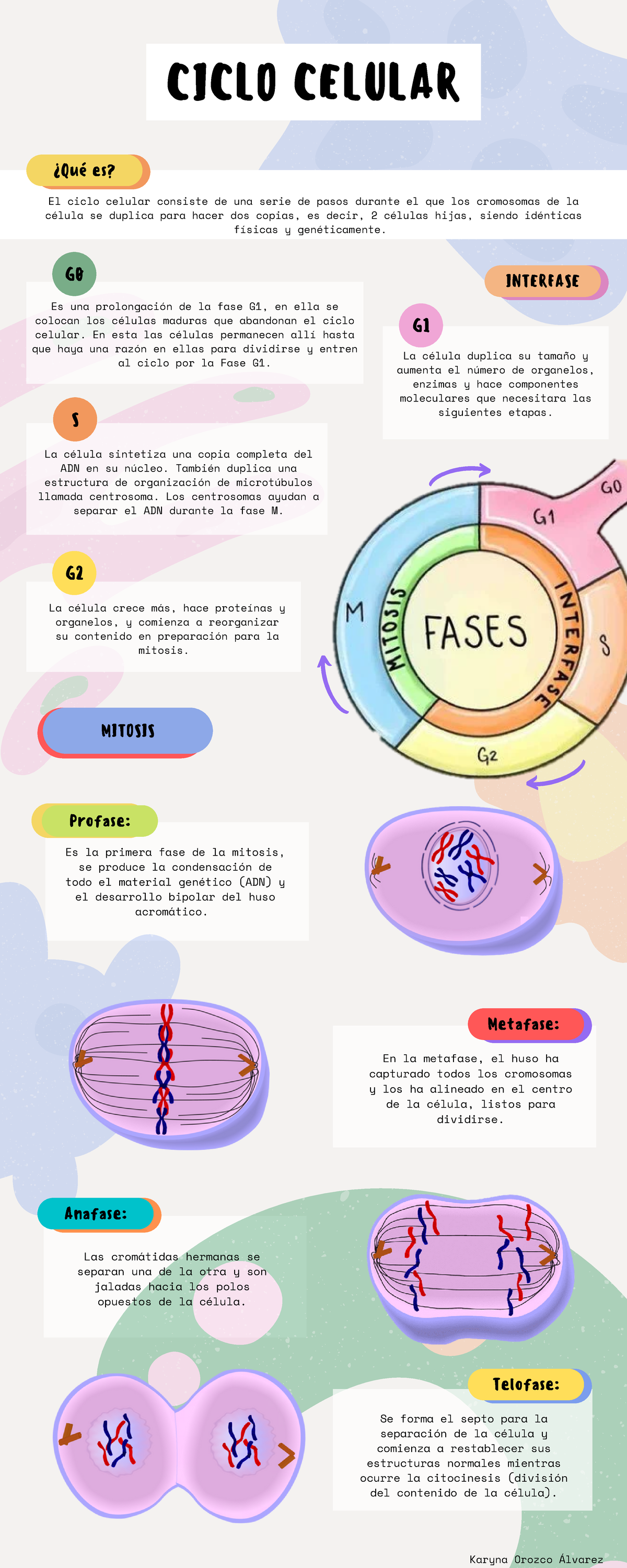 Fase S Del Ciclo Celular