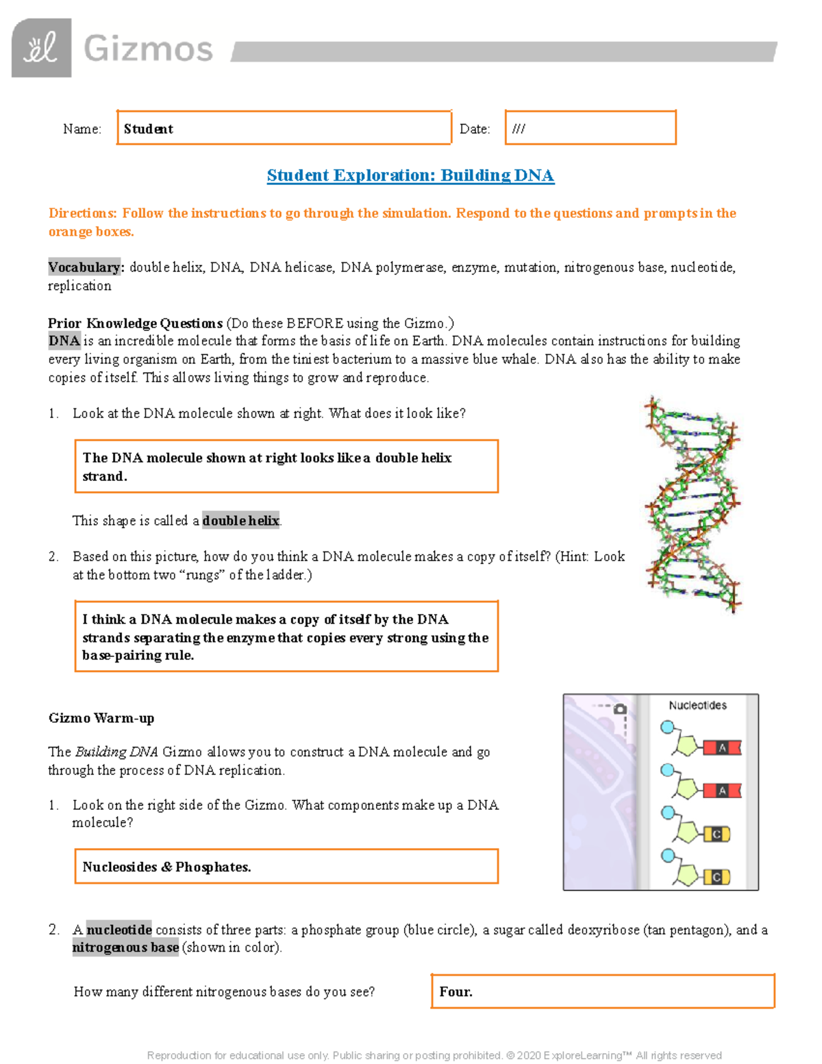 Gizmos - Building DNA - Name: Student Date: /// Student Exploration ...