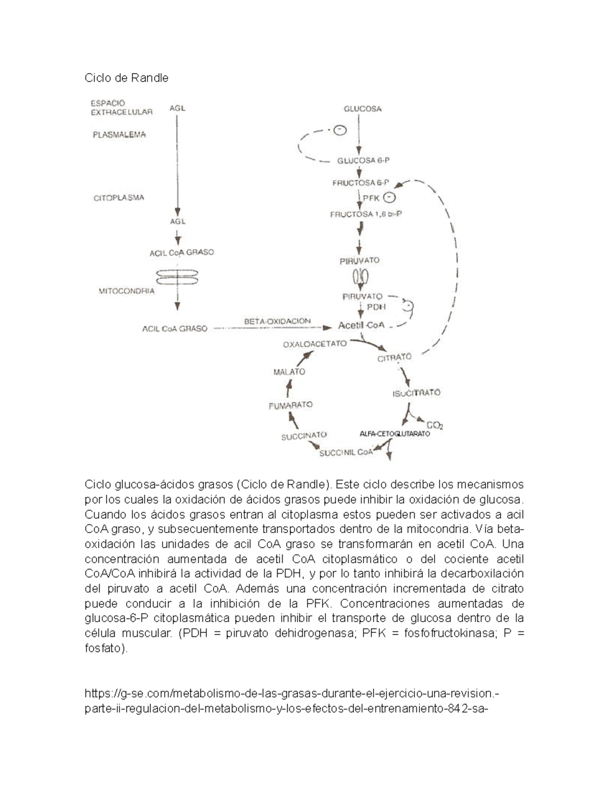 Mecanismos del Ciclo de Randle: Inhibición de Glucosa y Ácidos Grasos ...
