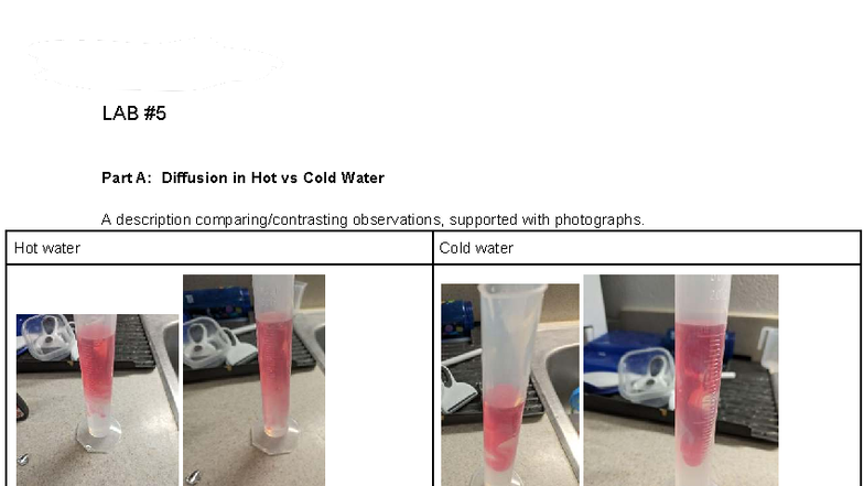 LAB #5 - Diffusion of Food Dye in Hot & Cold Water - Studocu