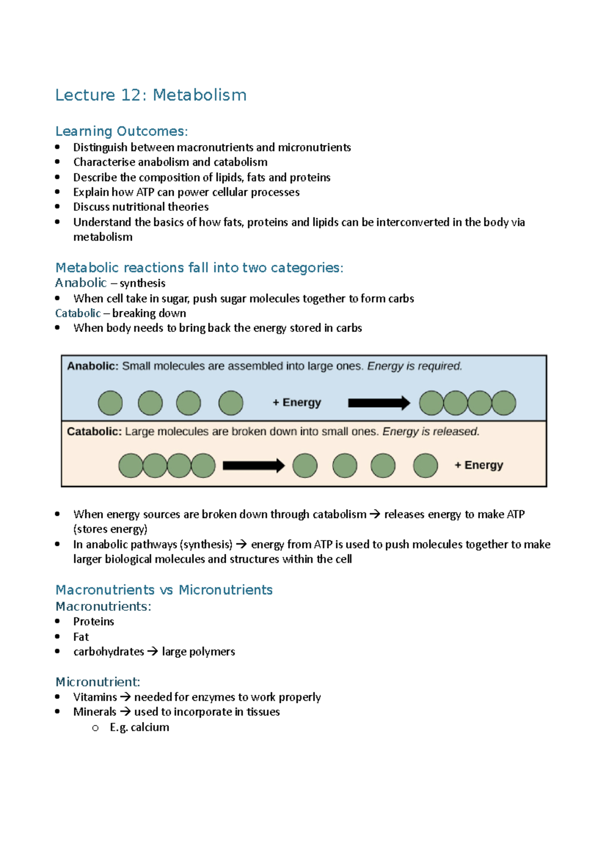 Lecture 12 - metabolism notes - Lecture 12: Metabolism Learning ...