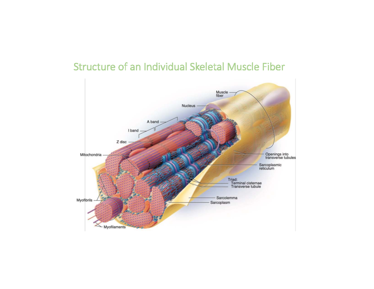 Lecture Notes on Skeletal Muscle Fiber Structure and Function - Studocu