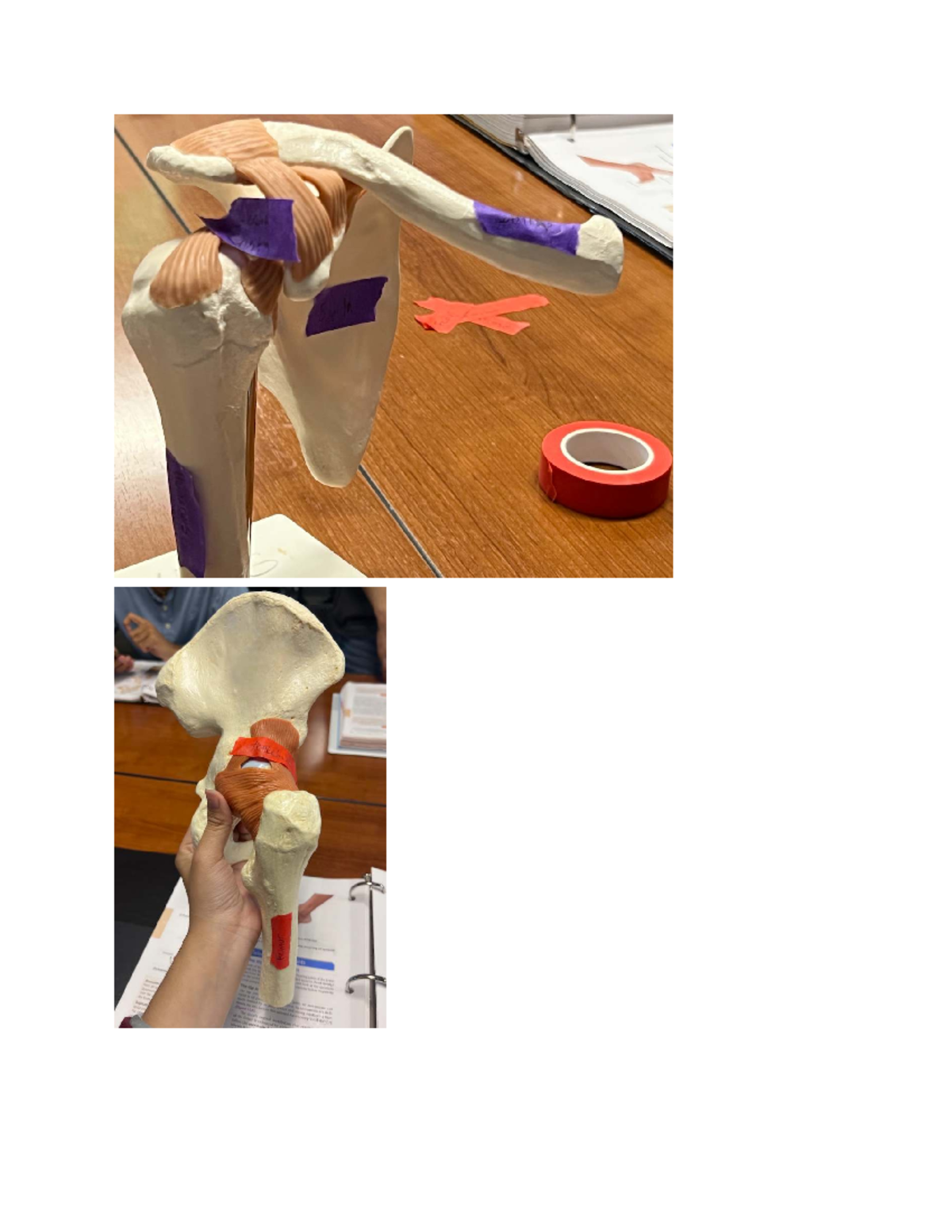 Post Lab: Appendicular Skeleton & Joint Movements (Joints - Aryan Patel) - Studocu