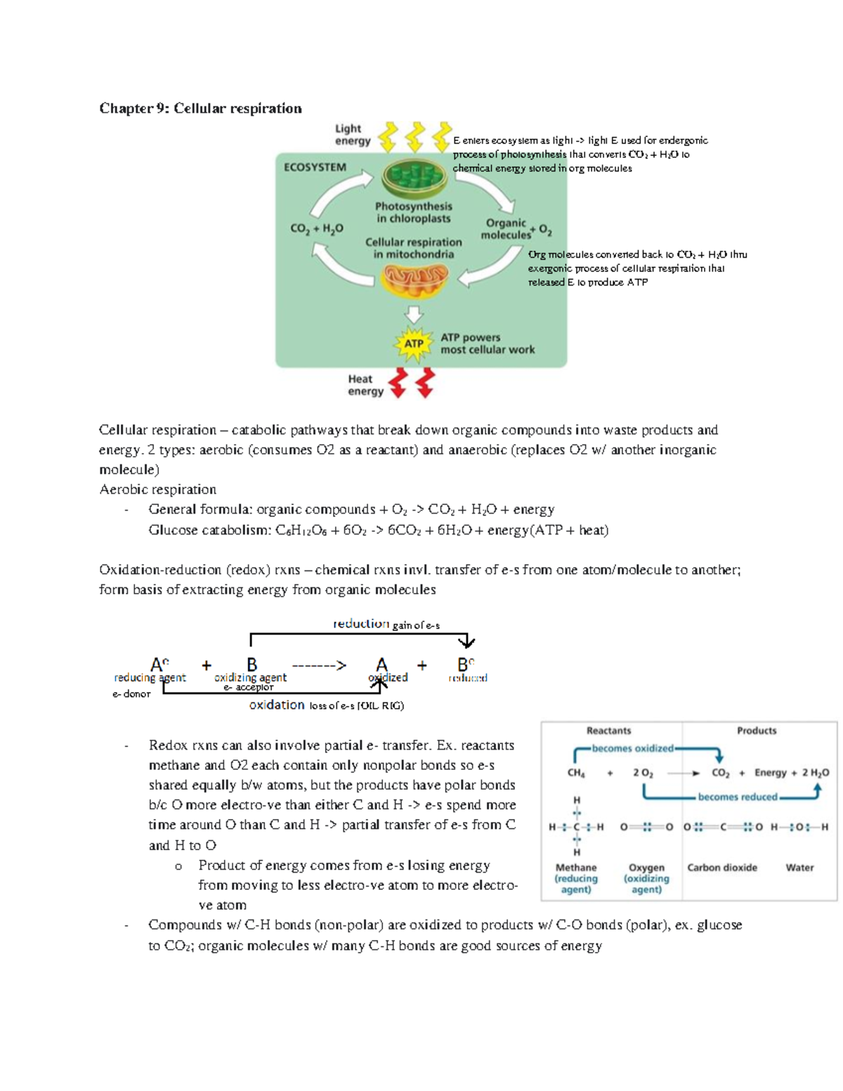 BIOL 102 - Cellular Respiration & Photosynthesis Module 3-4 Notes - Studocu