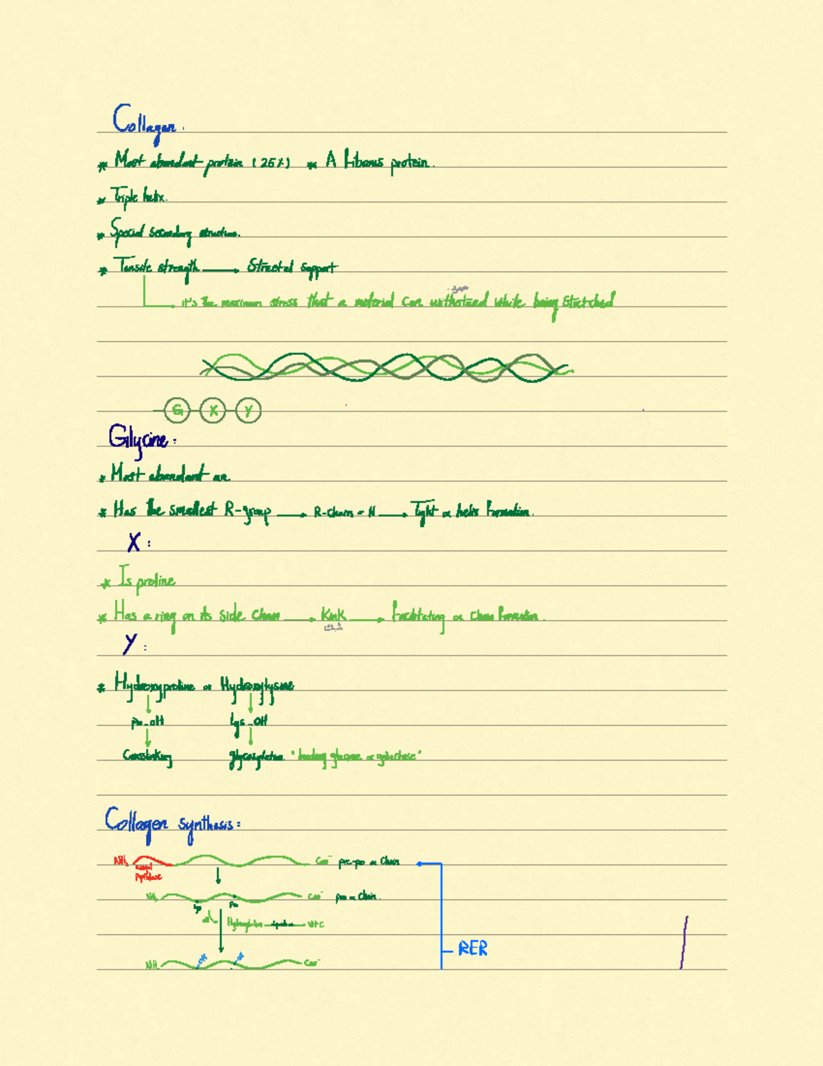 Lecture 6: Summary of Collagen and Connective Tissue Functions - Studocu