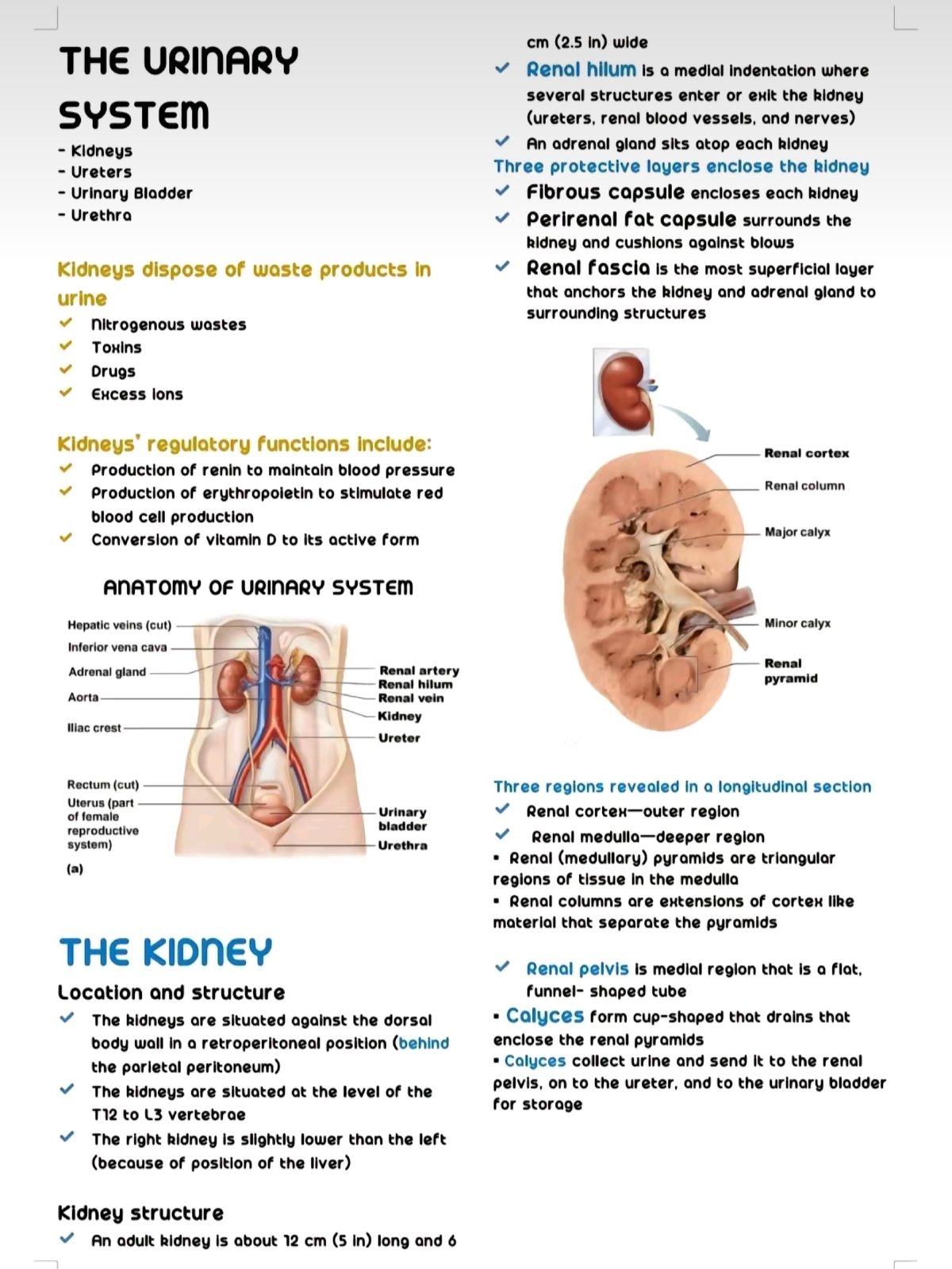 Urinary - Gshdhdhd - cm (2 in) wide THE URINARY Renal hilum is Q medial ...