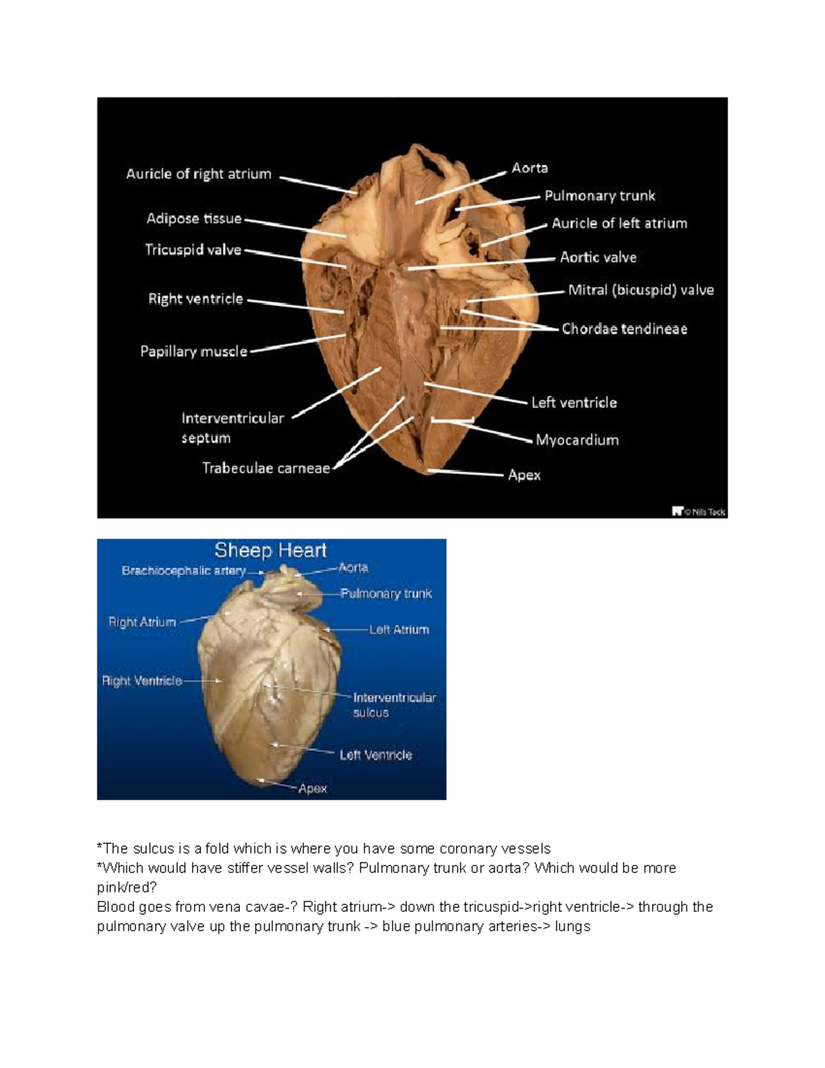 Sheep Heart Labeled Quizlet
