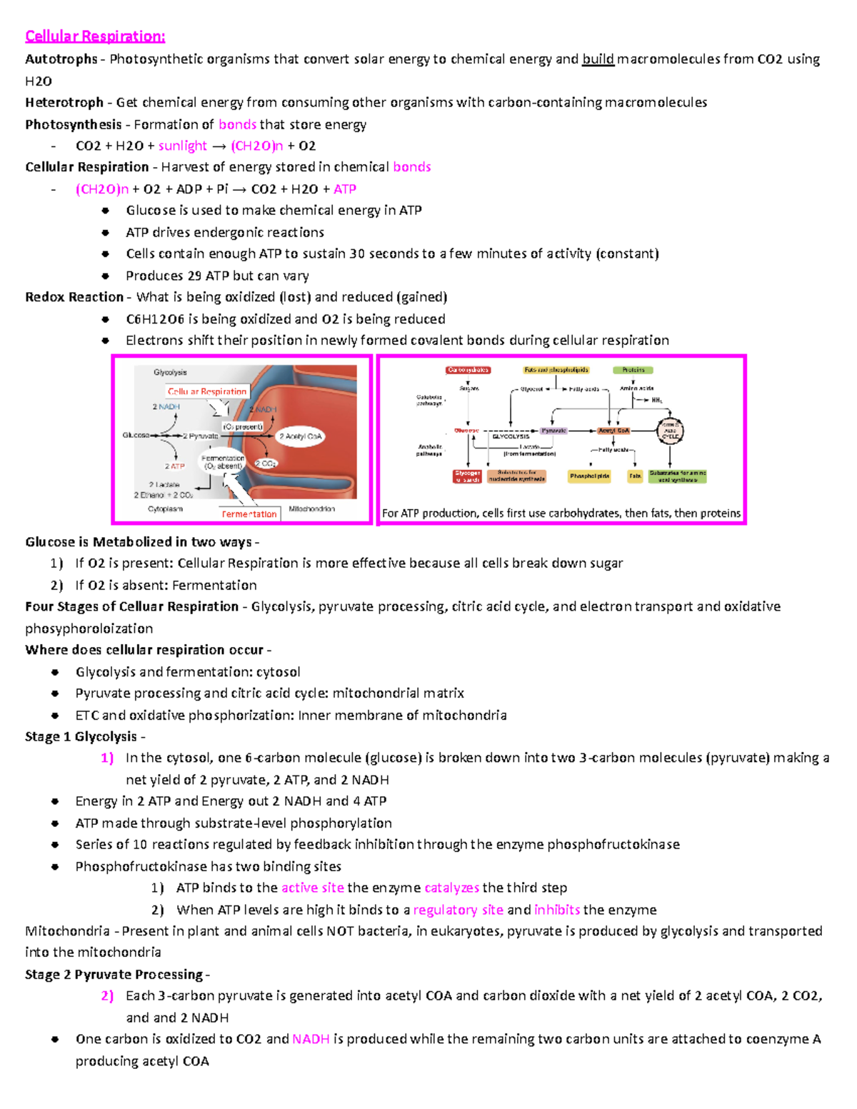 Cellular Respiration & Photosynthesis Summary: BIO 2120 Lecture Notes ...