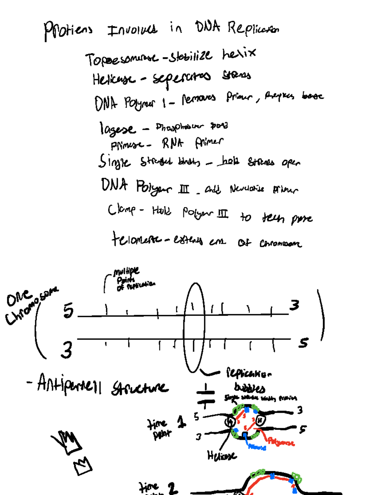 DNA Replication Mechanisms and Key Enzymes Overview (BIO 101) - Studocu