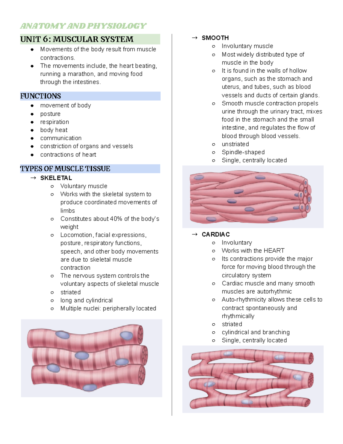 Anaphy UNIT 6: Overview of the Muscular System Functions and Types ...