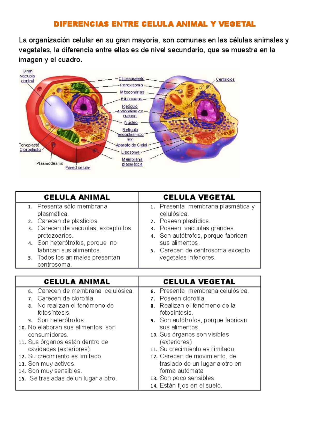 Cuadro Comparativo Entre Celula Animal Y Vegetal