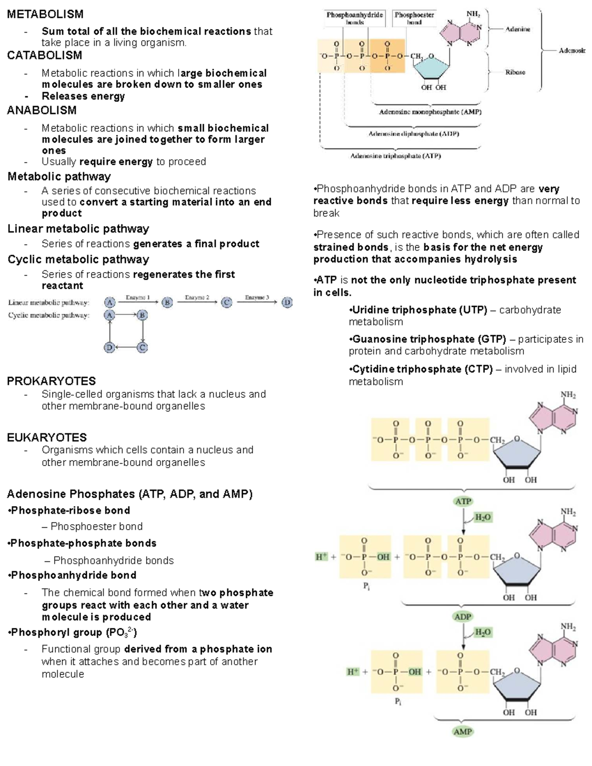 Biochemical Reactions and Pathways: Final Exam Review (BIO 101) - Studocu
