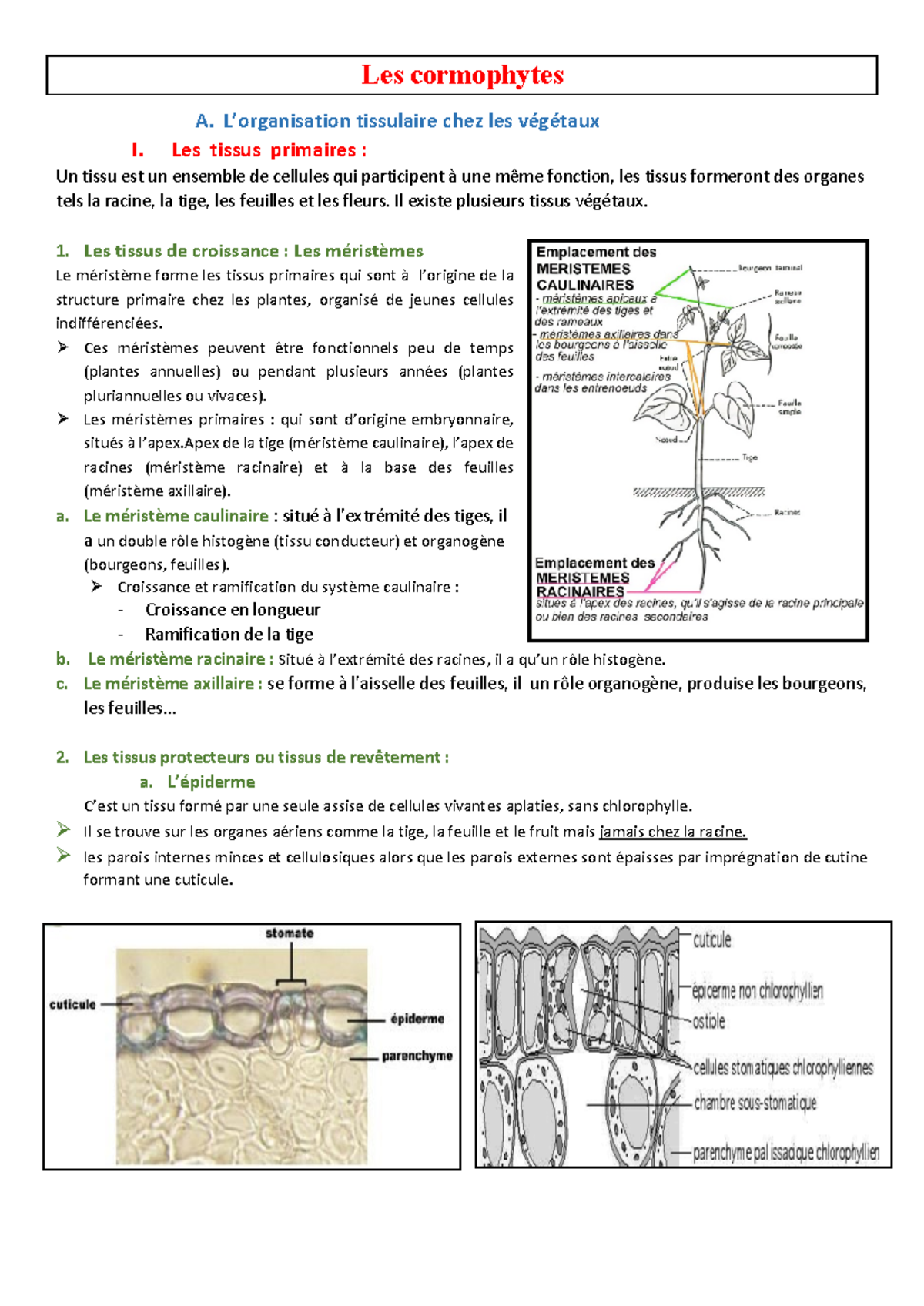 Les cormophytes : Cours général sur l'organisation tissulaire et la ...