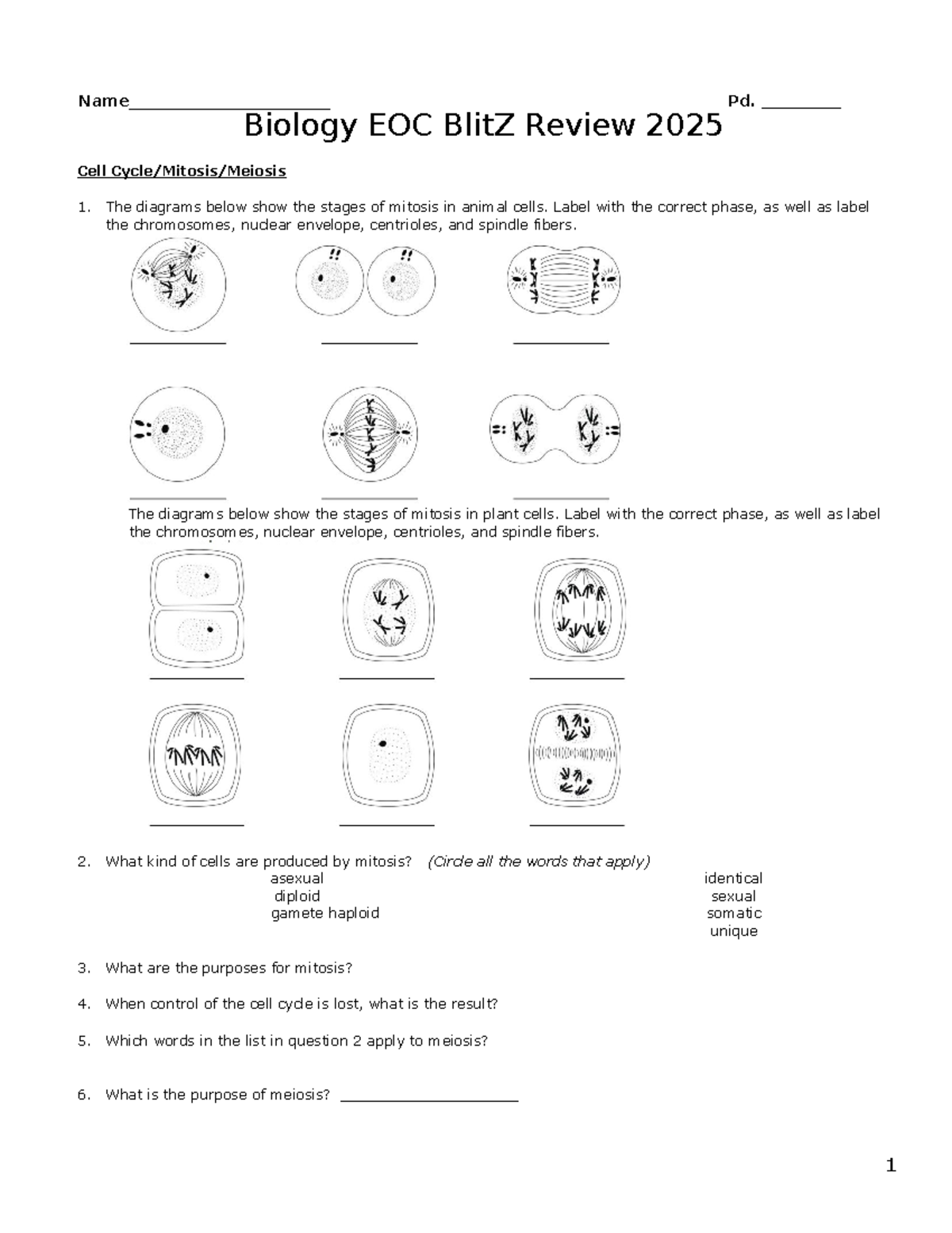 Biology EOC Blitz Review 2025: Cell cycle, transport, genetics, and ...