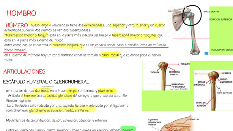 HOMBRO: Anatomía y Funciones del Húmero (HUM 101) - Studocu