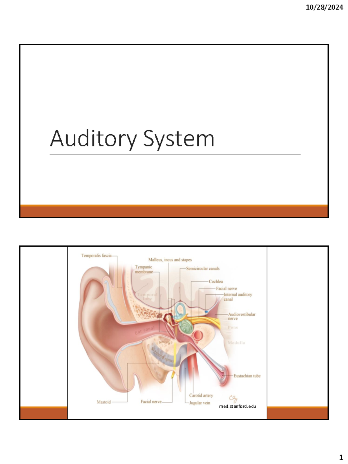 Auditory System Lecture Notes - MedStanford Course Code Overview - Studocu