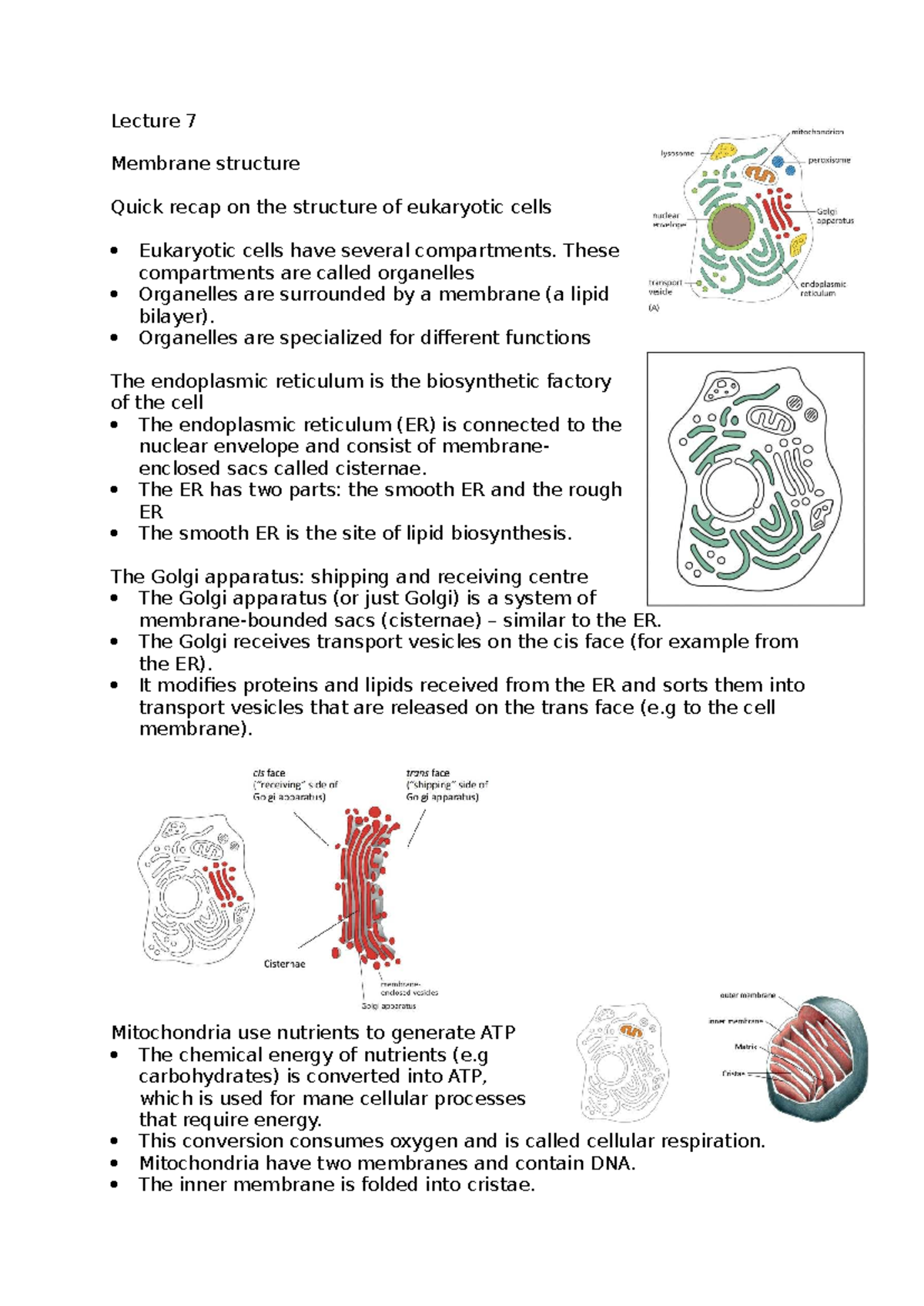 Lecture 7: Membrane Structure and Eukaryotic Cell Organelles - Studocu