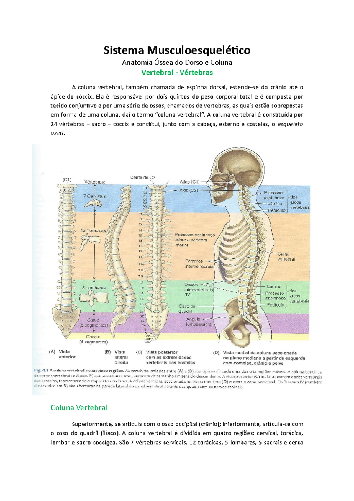 Anatomia e Fisiologia da Medula, Coluna e Nervos - APG 3 - Studocu