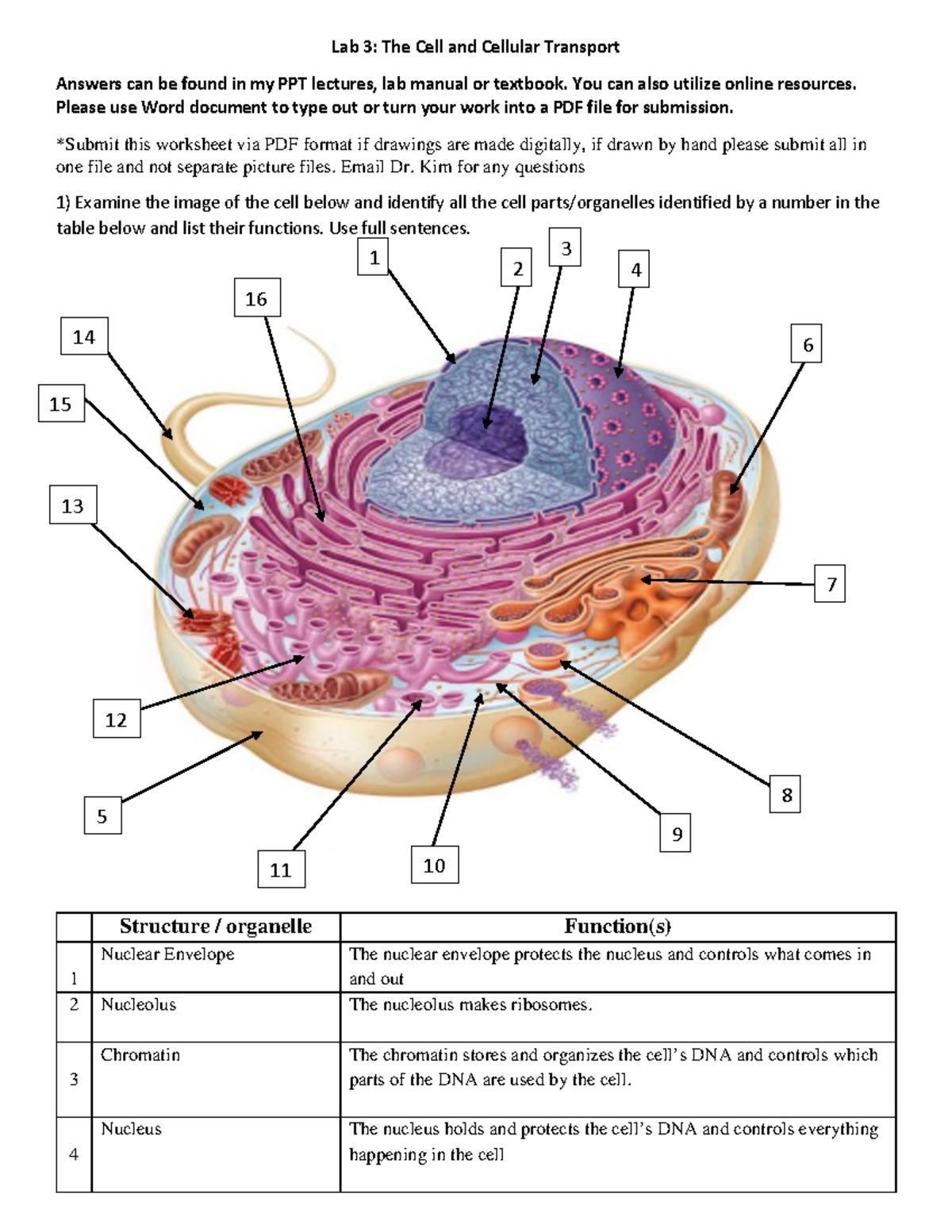 Lab 3 - The Cell & Cellular Transport Notes - Studocu