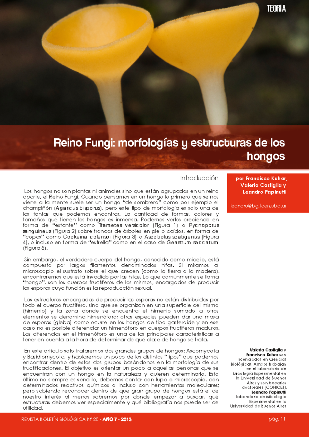 52479411 - Informe de Laboratorio: Morfología y Estructuras de Hongos ...