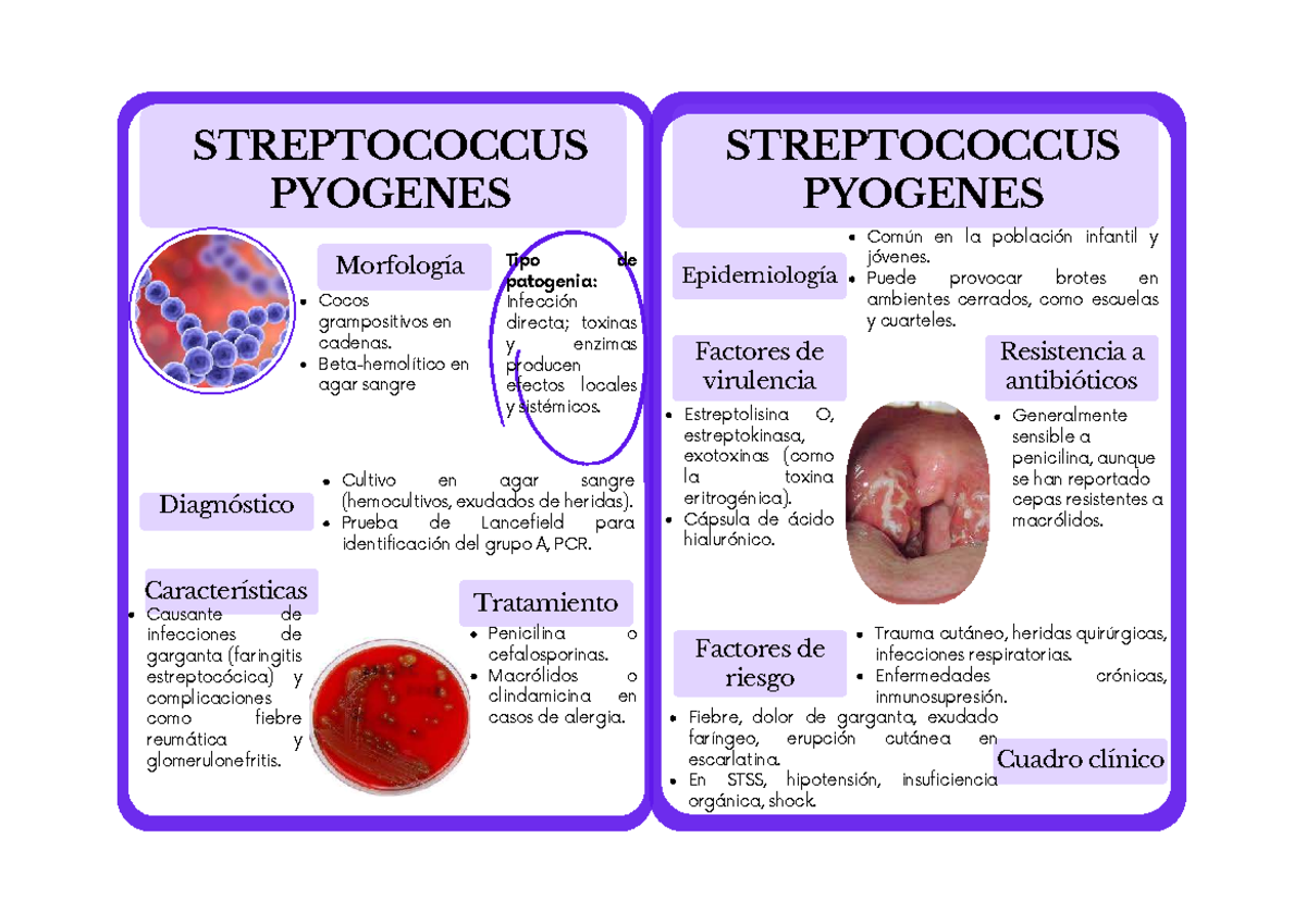 STREPTOCOCCUS PYOGENES: Morfología, Diagnóstico y Tratamiento - Studocu