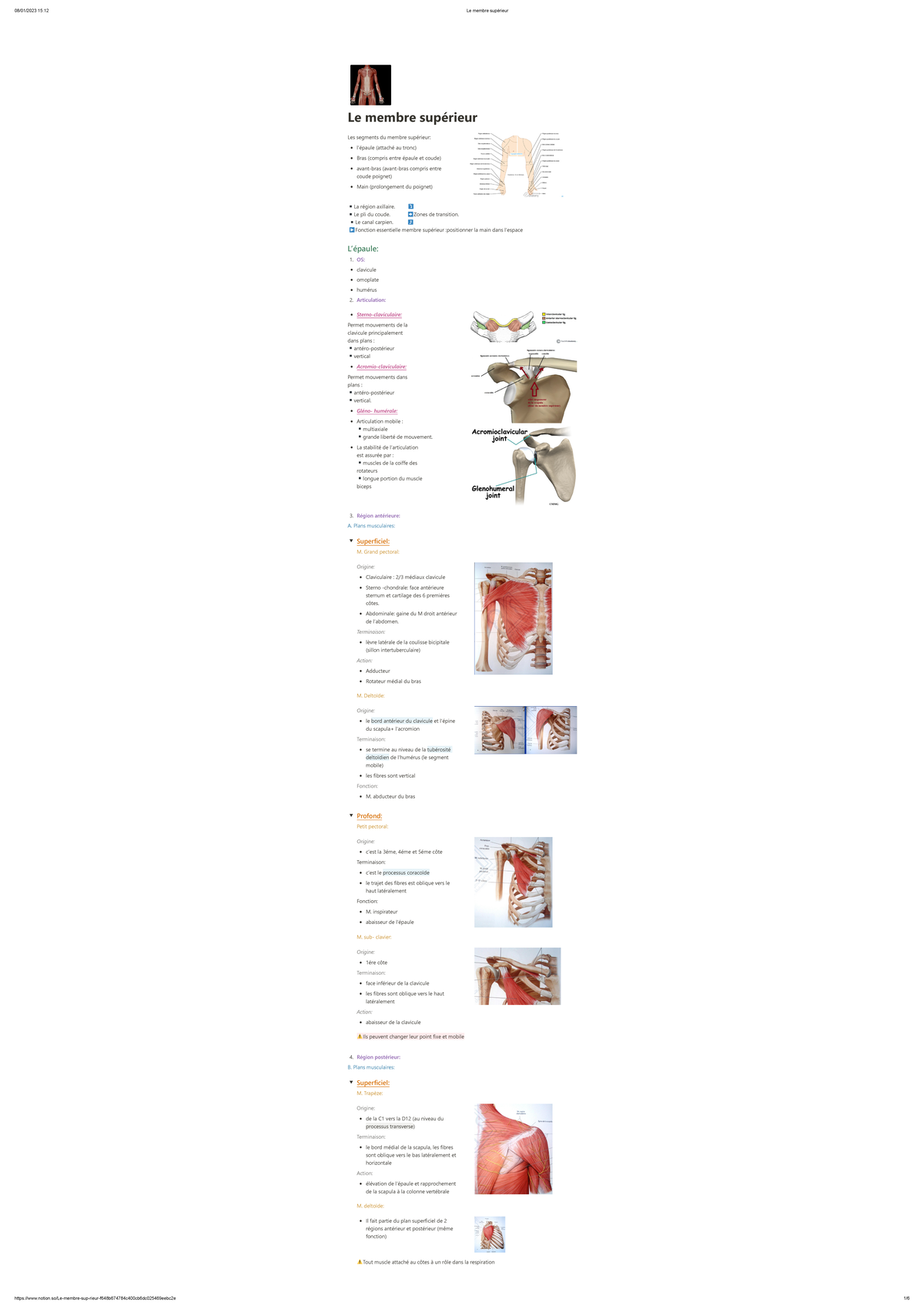 Étude Anatomique du Membre Supérieur - Anatomie HUMA101 - Studocu