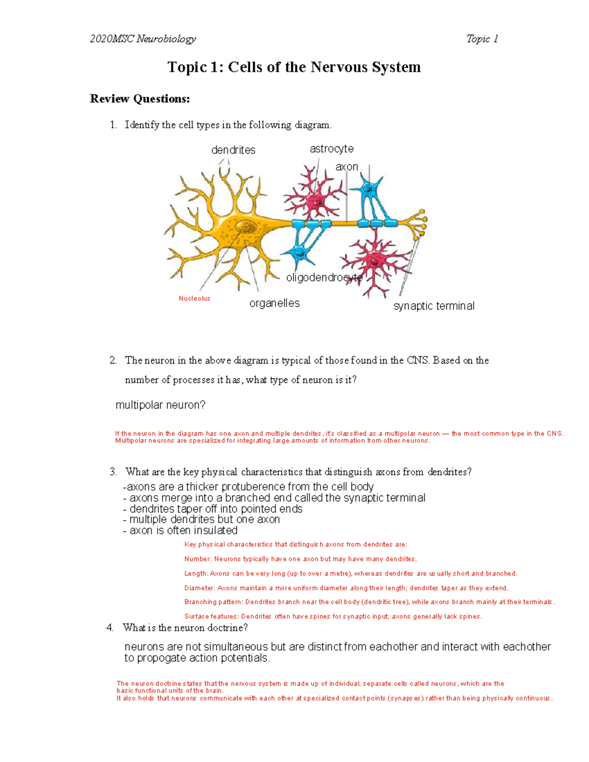 2020MSC Neurobiology Topic 1: Cells of the Nervous System Q&A - Studocu
