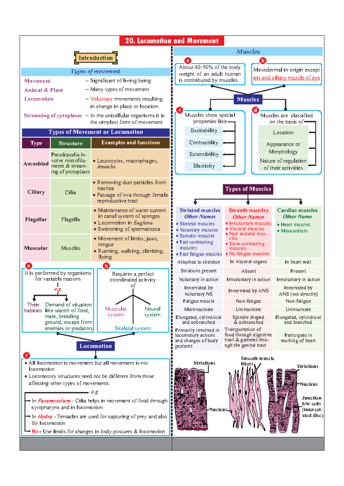 20. Locomotion and Movement: Understanding Muscular and Skeletal ...