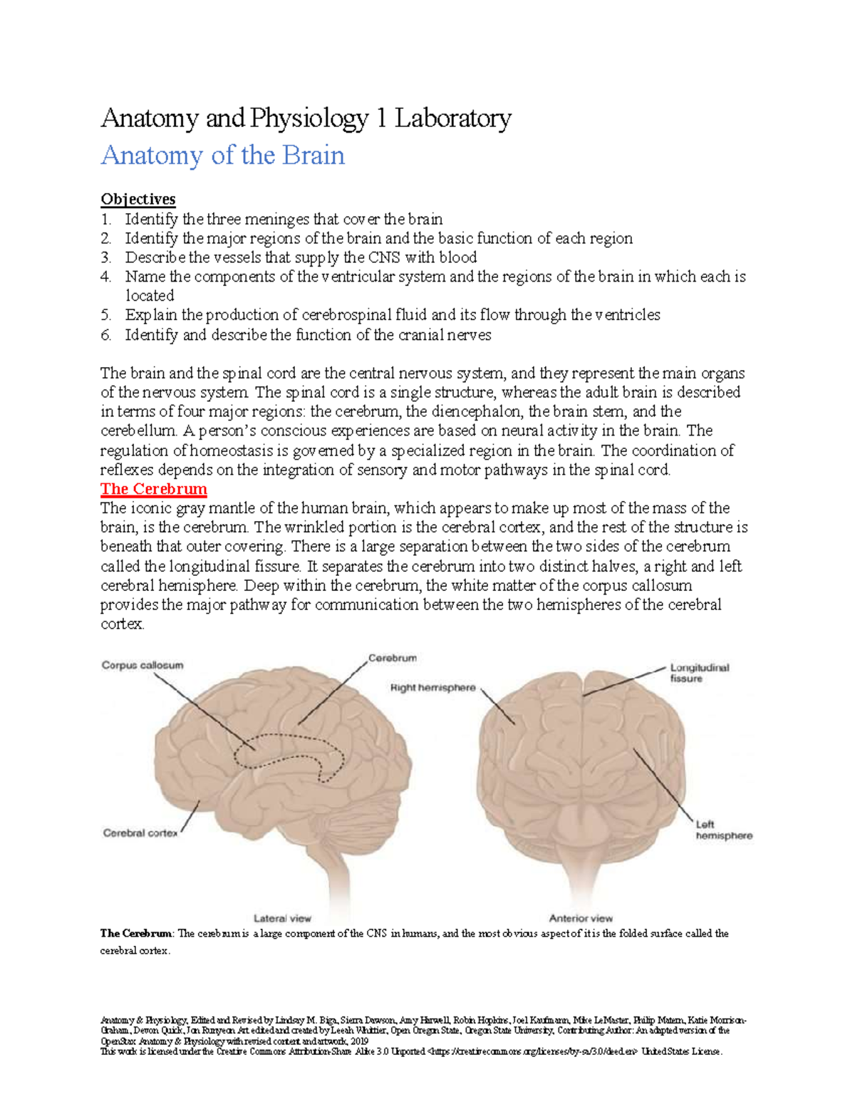 AP 1 - 12 Anatomy of the Brain: Key Objectives and Functions - Studocu