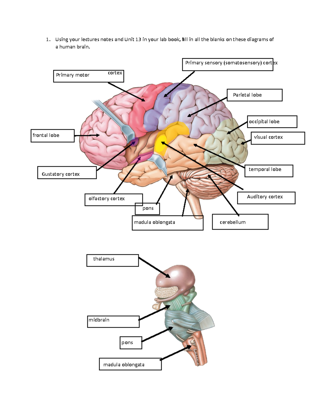 Unit 13 Pre-Lab 7: Brain & Cranial Nerves Labeling Guide PDF - Studocu