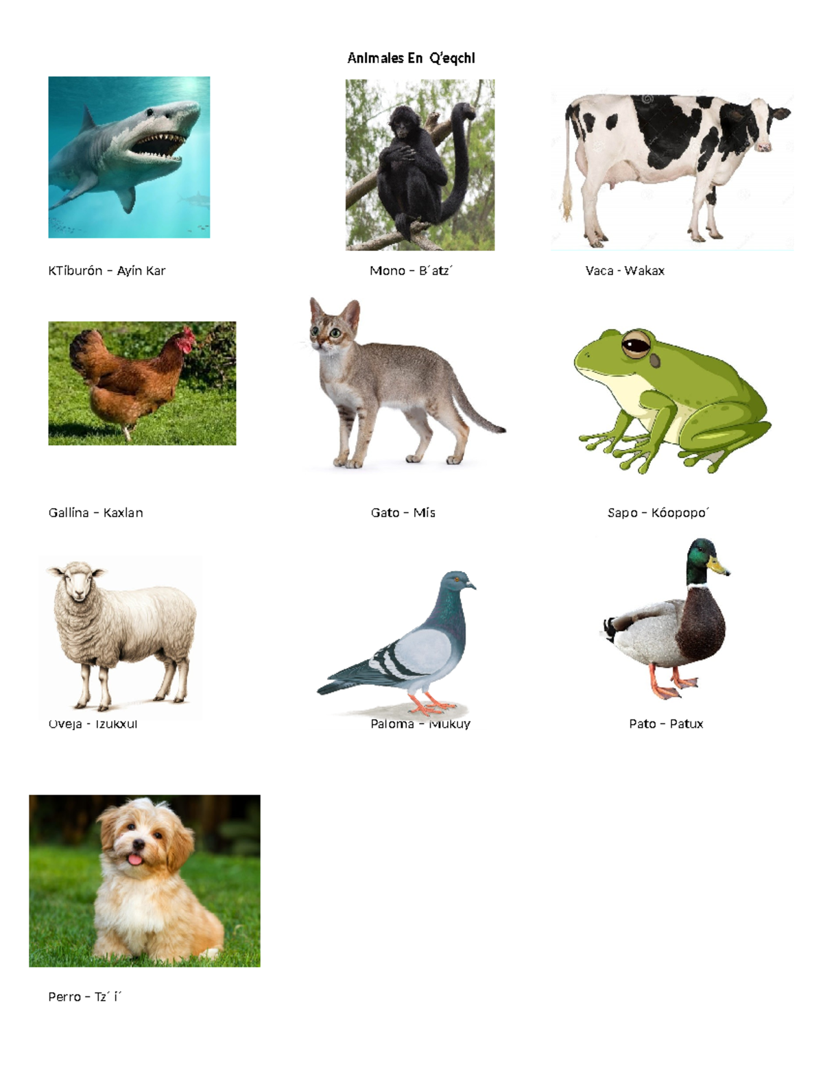 Animales En Qeqchi - mmmmm - sociales - Animales En Q’eqchi KTiburón ...