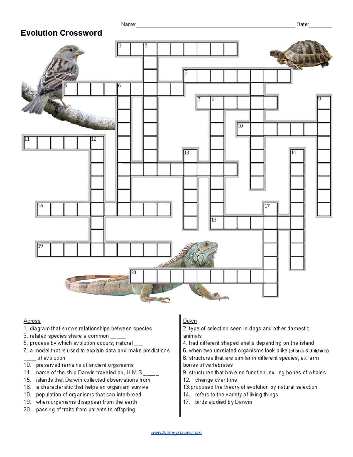 Evolution Crossword II: Concepts of Evolution and Natural Selection ...
