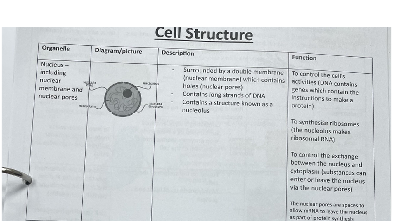 Cell Structure Summary Sheet: Organelle Functions & Descriptions - Studocu
