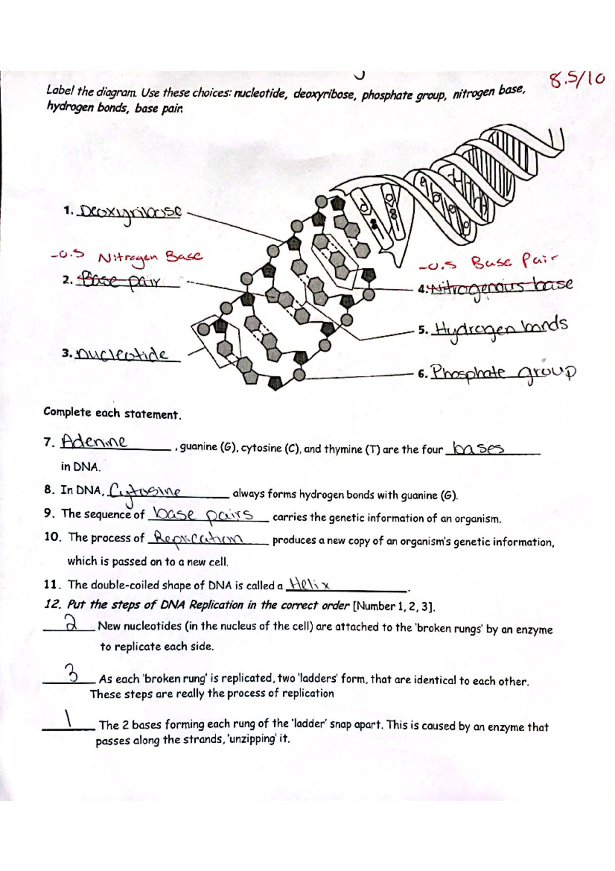 DNA Replication WS - FGCU - Label the diagram. Use these choices ...