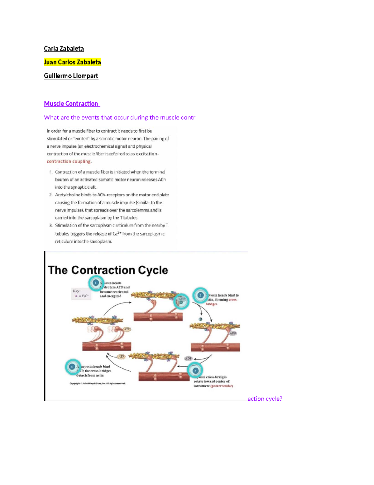 Exam 4 Review: Muscle Contraction Mechanisms and Processes - Studocu