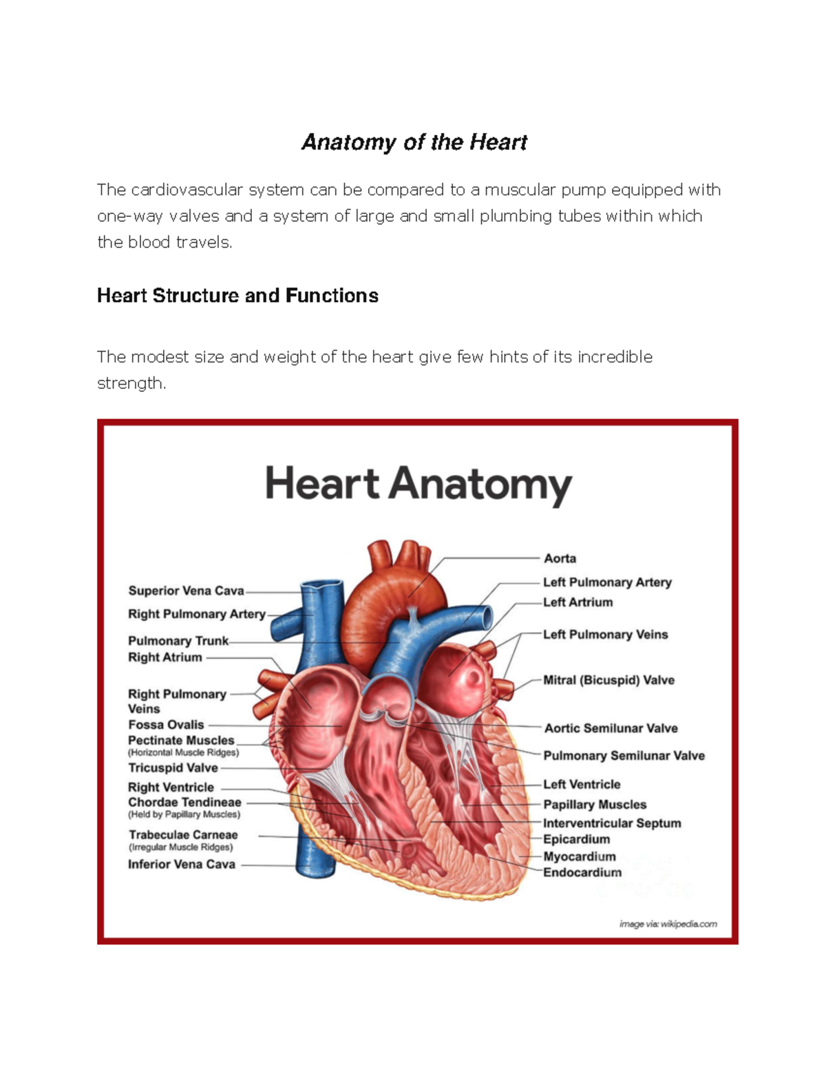 Anatomy of the Heart: A Comprehensive Overview (BIO 101) - Studocu
