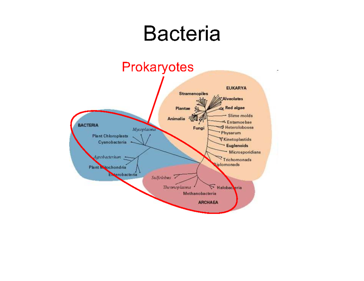 Understanding Prokaryotes: Structure & Classification (Biology 101 ...
