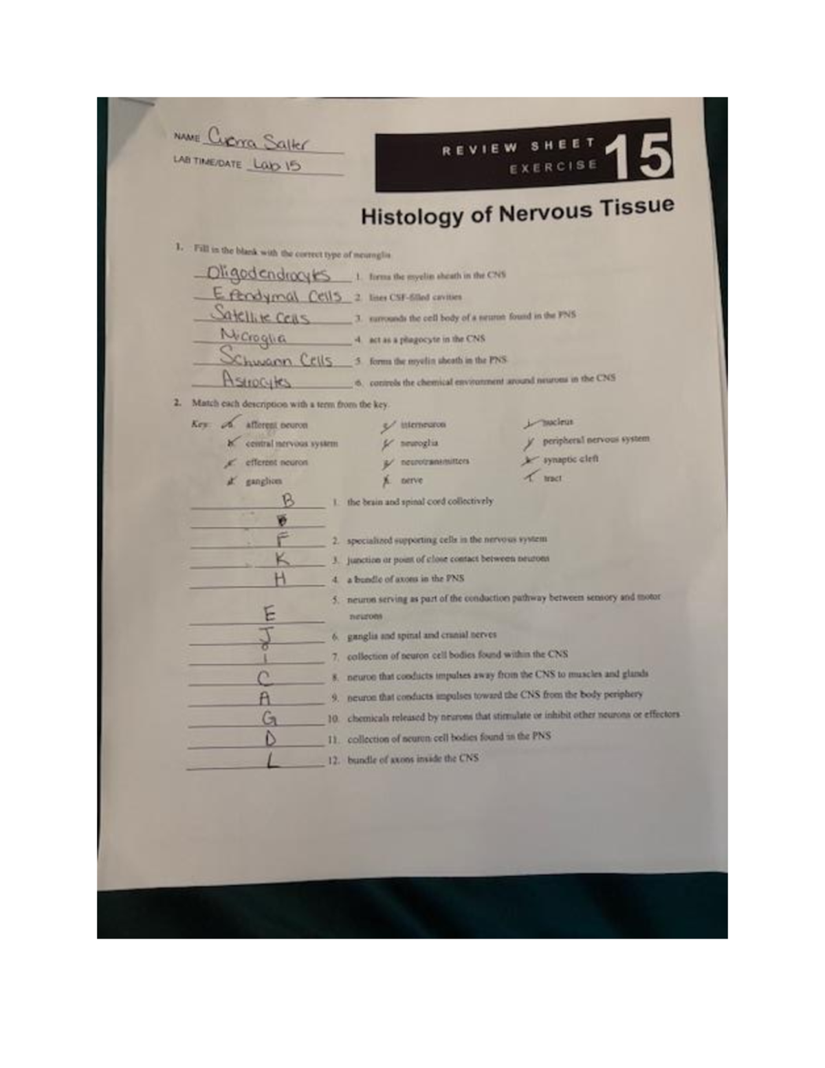 Lab 15 Review Sheet: Histology of Nervous Tissue Study Guide - Studocu